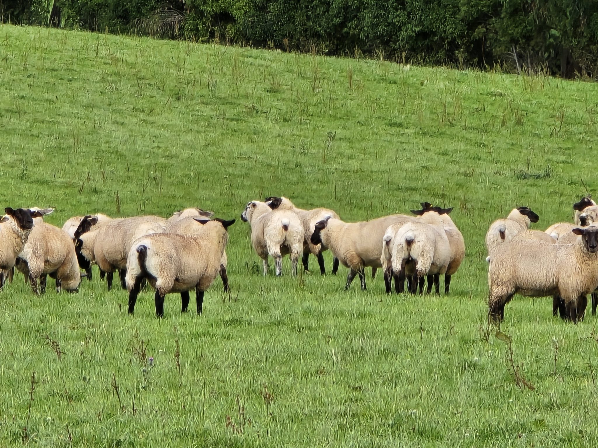 Junior Shepherd : BidBud