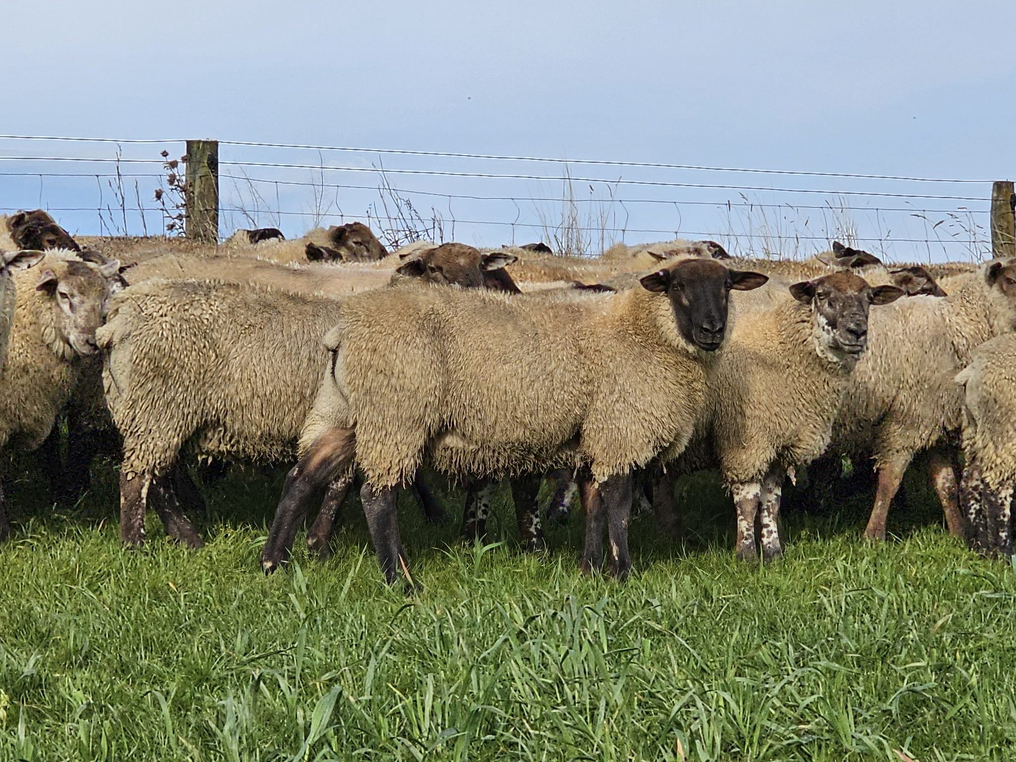 Junior Shepherd : BidBud