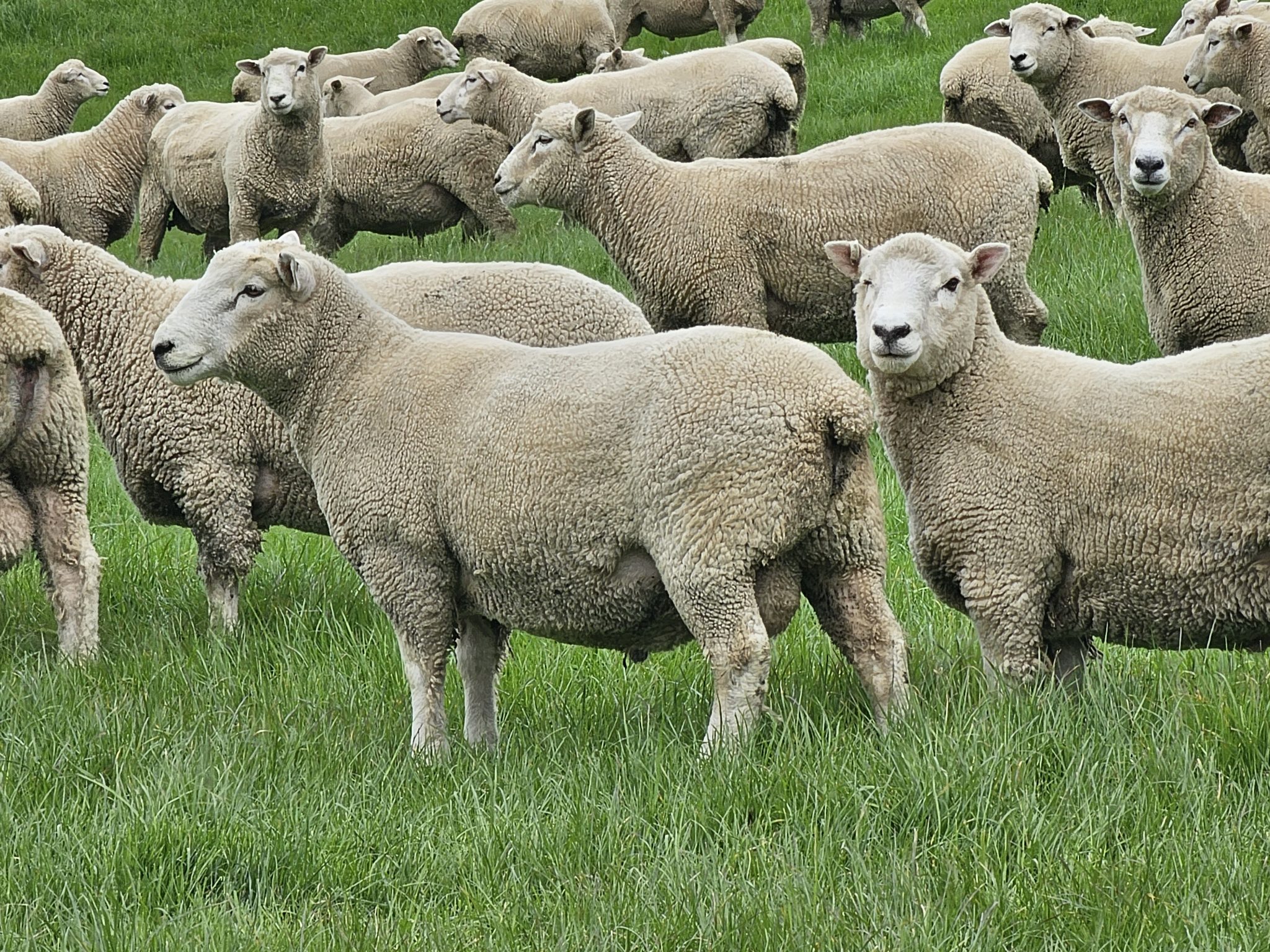 Junior Shepherd : BidBud
